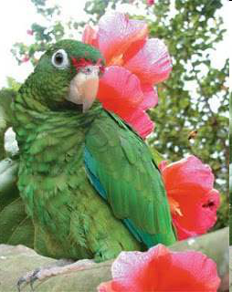 22.- LA LEYENDA DEL MÚCARO – El Bazar De La Biblioteca Perdida