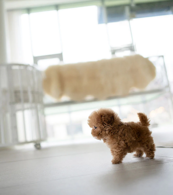 Скам Схема [PETS] 1.0 — Teletype