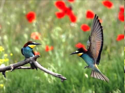 22.- LA LEYENDA DEL MÚCARO – El Bazar De La Biblioteca Perdida