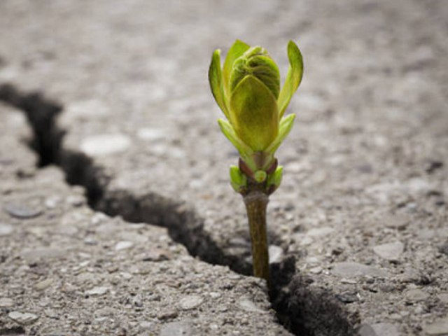 Emergence – Telegraph