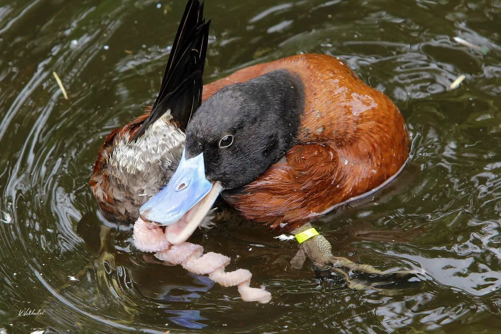 Google Facts™ [ ️@googlefactss🌎] – Telegram