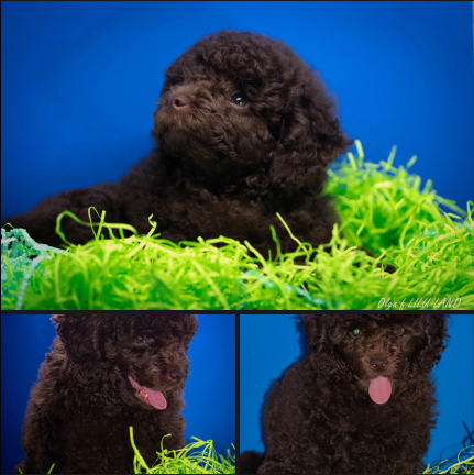 Скам Схема [PETS] 1.0 — Teletype