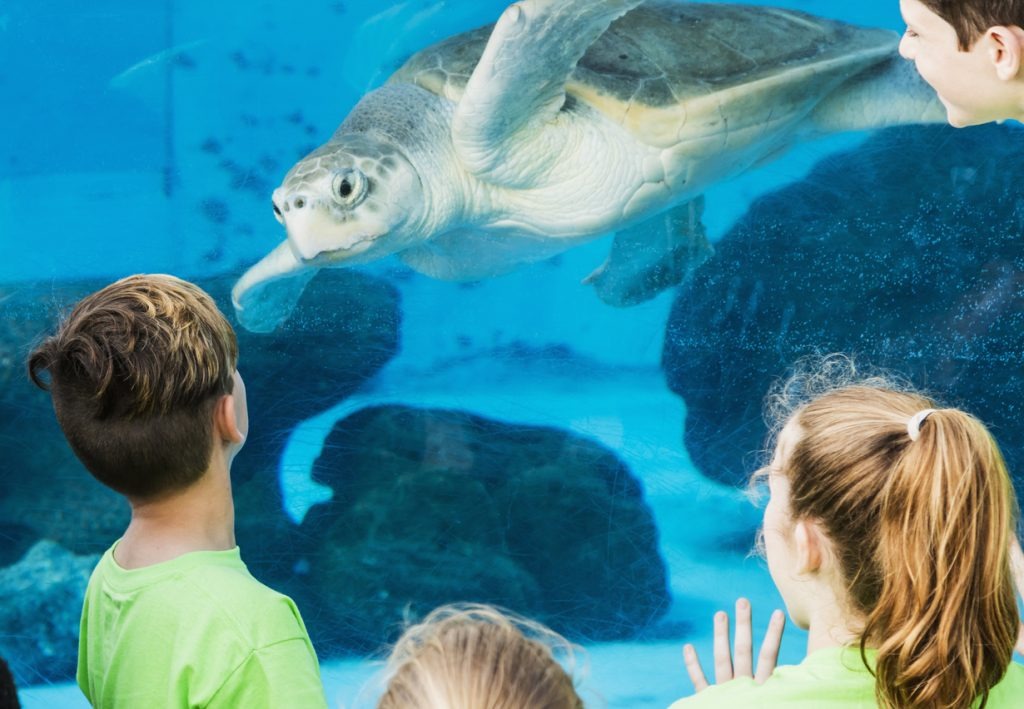 Empowering Young Minds: How Kids Can Combat Ocean Pollution – Título ...