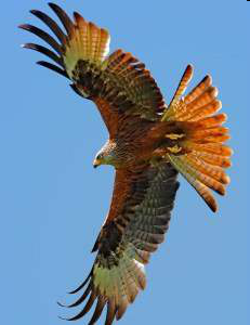 22.- LA LEYENDA DEL MÚCARO – El Bazar De La Biblioteca Perdida