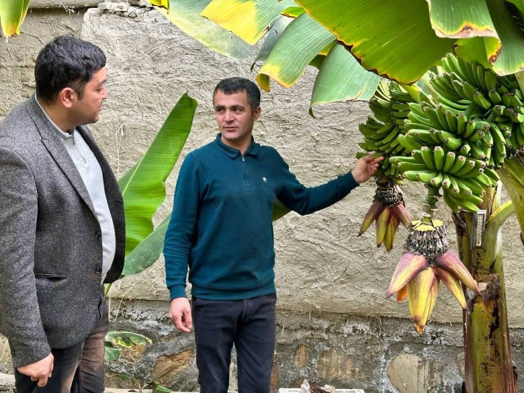 Tomorqa yuqori daromad manbai - AGRO.UZ