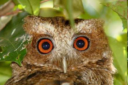 22.- LA LEYENDA DEL MÚCARO – El Bazar De La Biblioteca Perdida