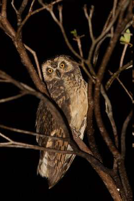 22.- LA LEYENDA DEL MÚCARO – El Bazar De La Biblioteca Perdida