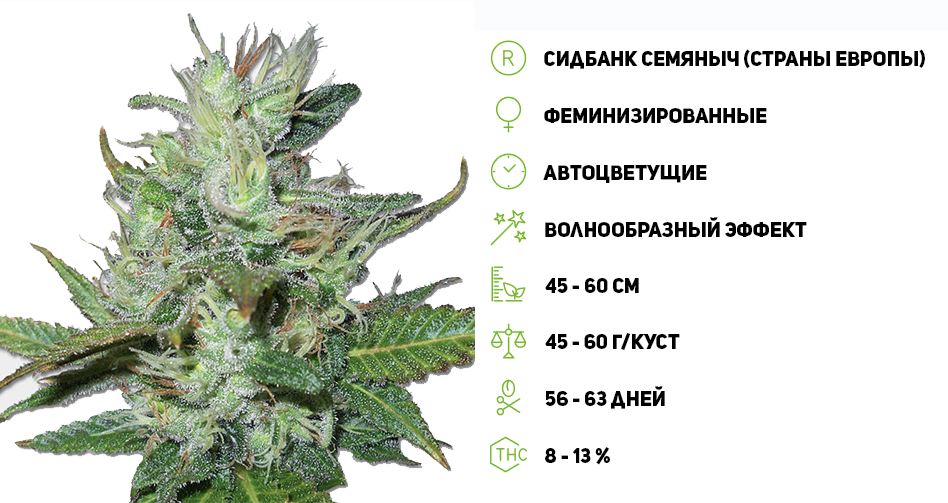 Lowryder 2 описание сорта